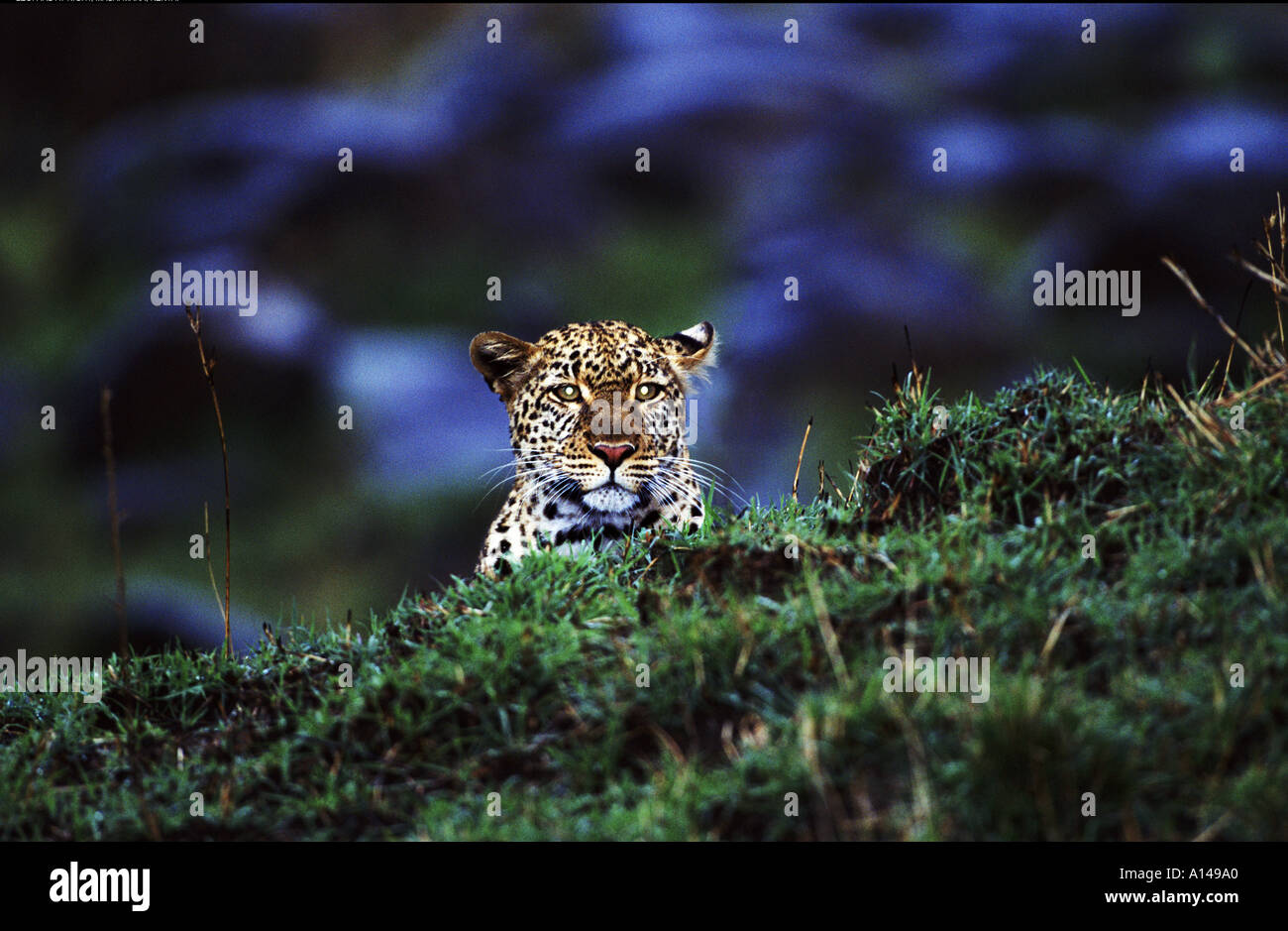Leopard At Night High Resolution Stock Photography and Images - Alamy