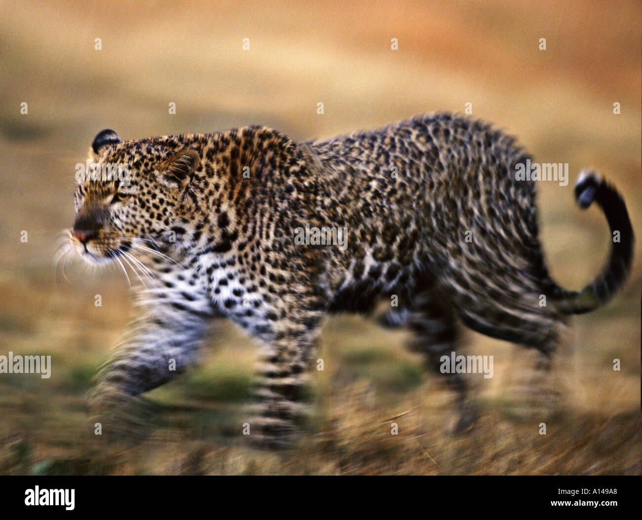 Leopard Masai Mara Kenya Stock Photo - Alamy
