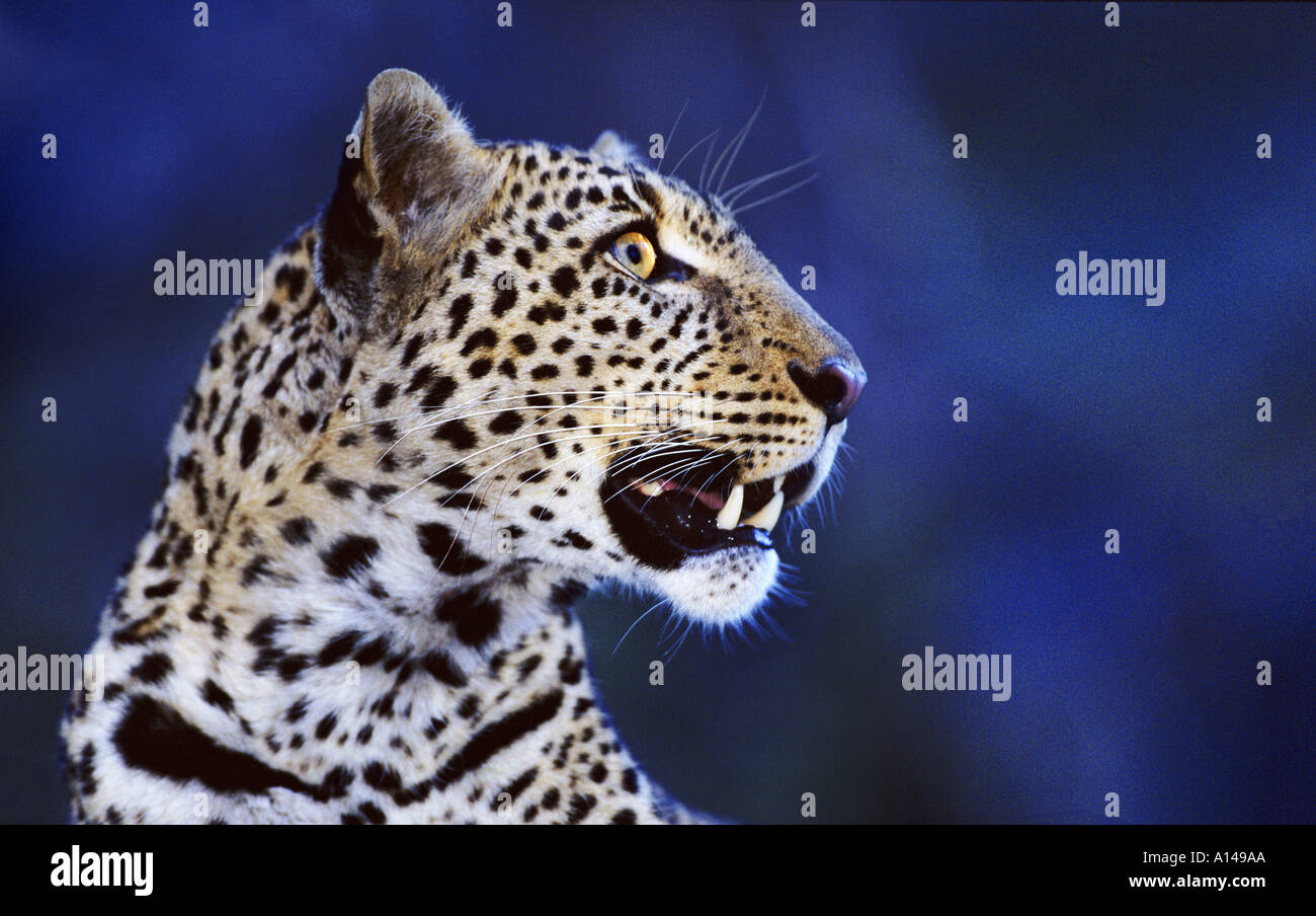 Leopard on alert hi-res stock photography and images - Alamy