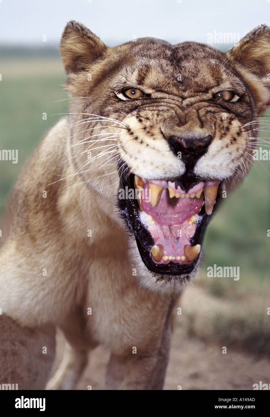Angry lioness hi-res stock photography and images - Alamy
