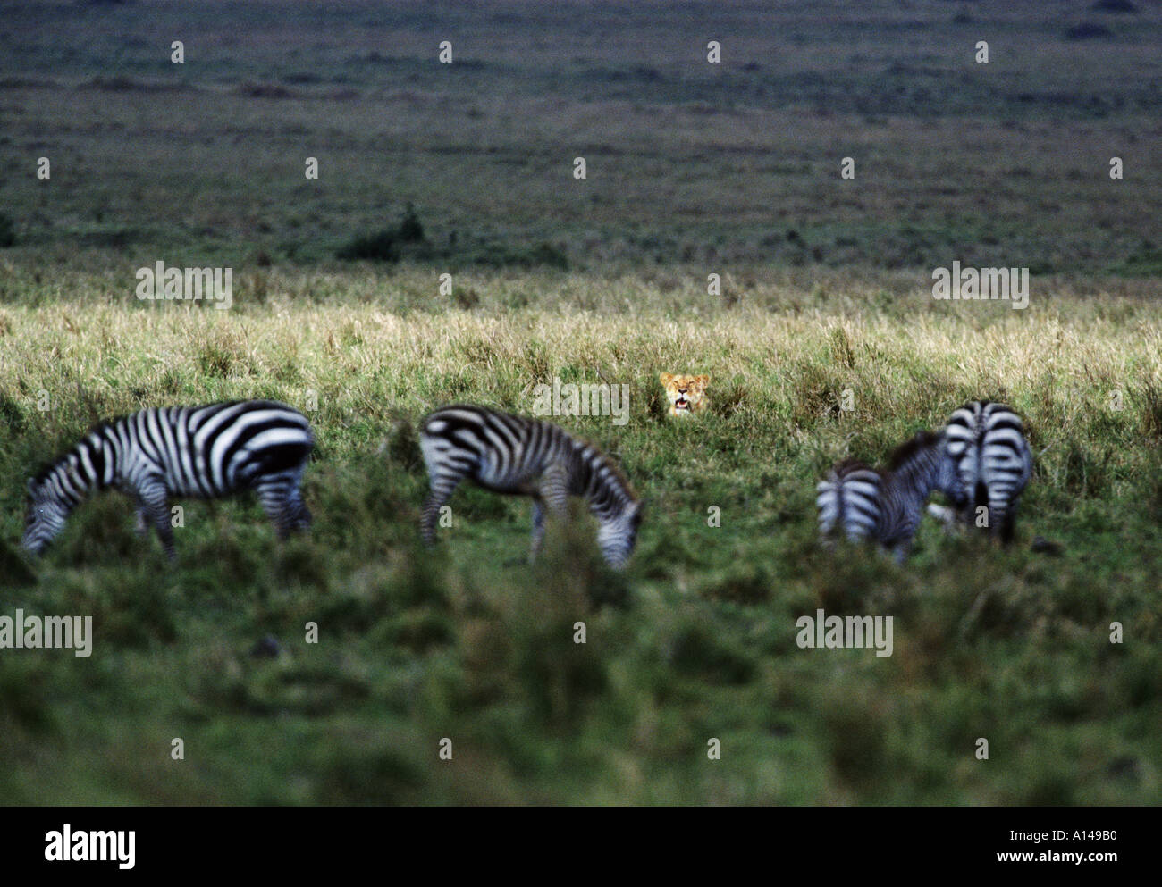 Lion Hunting Zebra Stock Photos & Lion Hunting Zebra Stock Images - Alamy