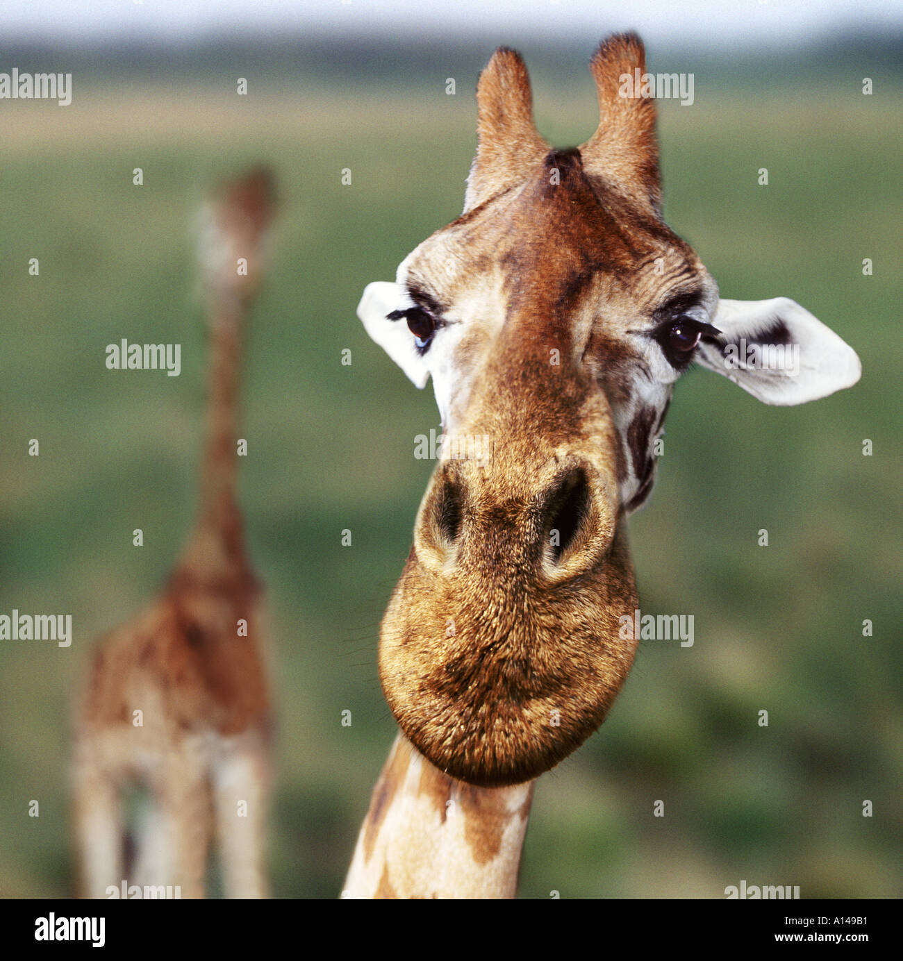 Giraffes communication hi-res stock photography and images - Alamy