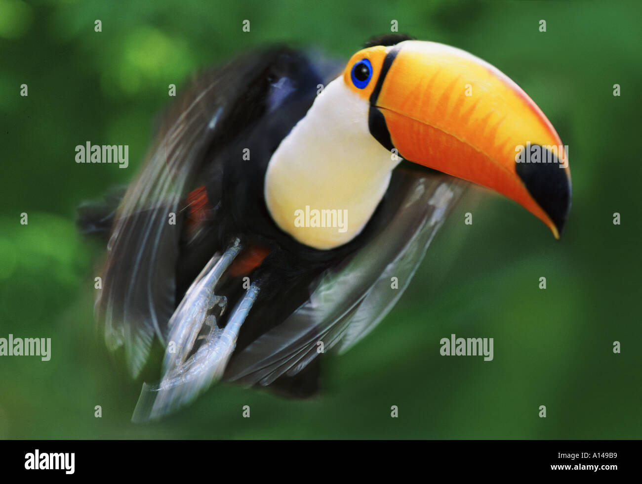 Toucan in flight Stock Photo - Alamy
