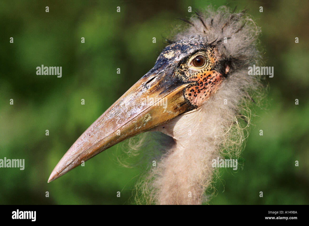 Young marabou stork Stock Photo - Alamy