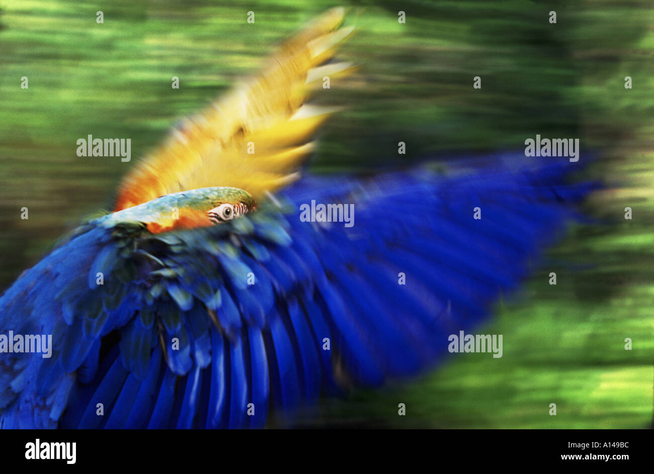 Blue and yellow macaw flying Stock Photo - Alamy