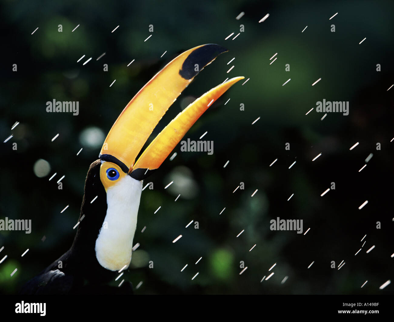 Toucan in the rain Stock Photo - Alamy
