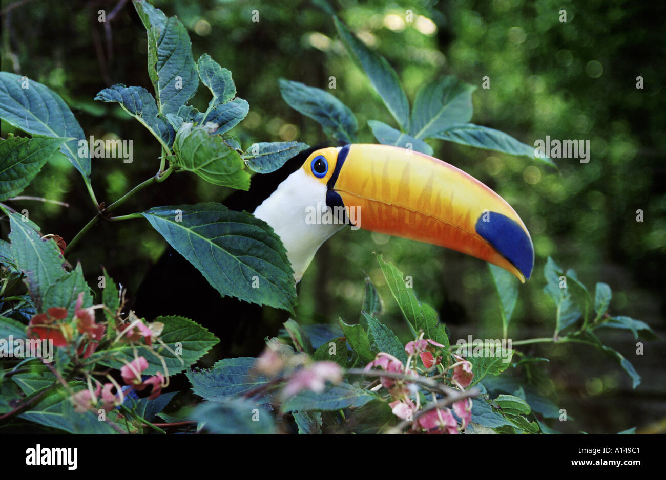 Red orange one 1 rainforest hi-res stock photography and images - Alamy