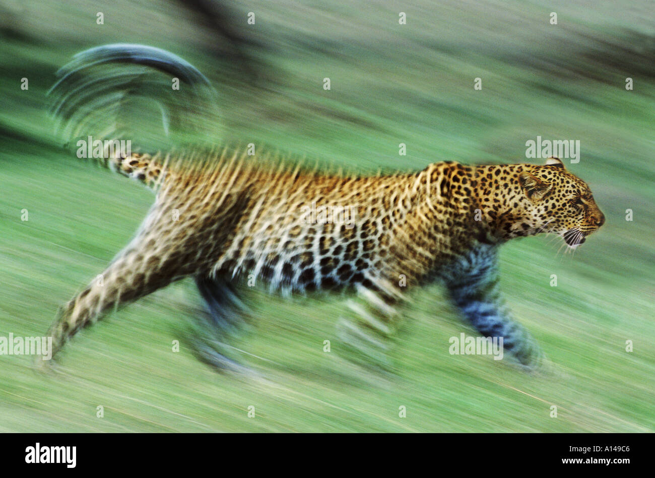 Leopards africa running hi-res stock photography and images - Alamy