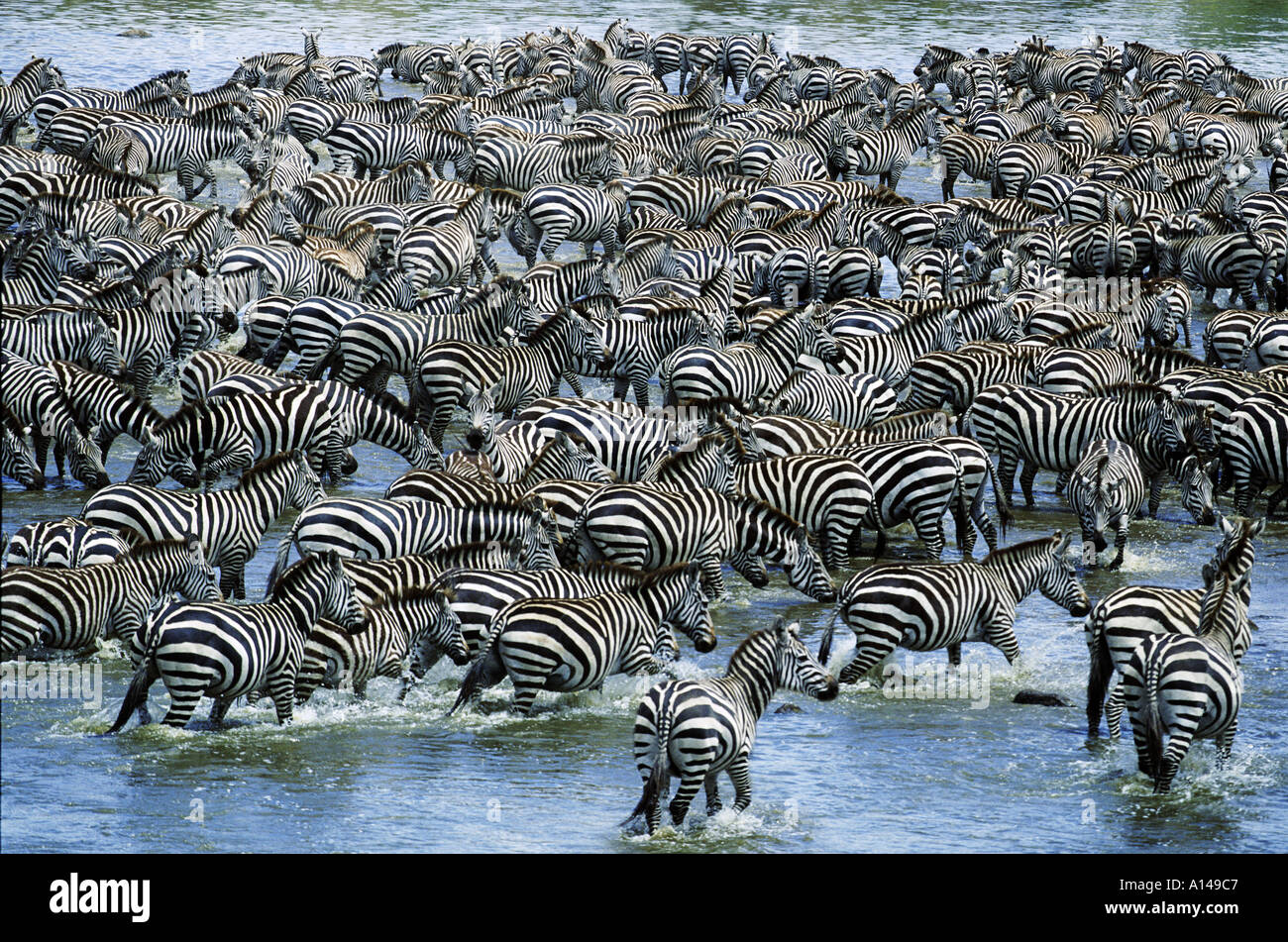 Zebras crossing Mara River on migration Kenya Stock Photo - Alamy