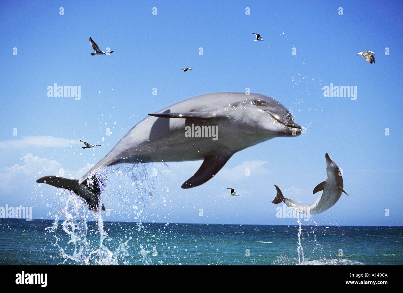 Bottlenose dolphins South Africa Stock Photo - Alamy