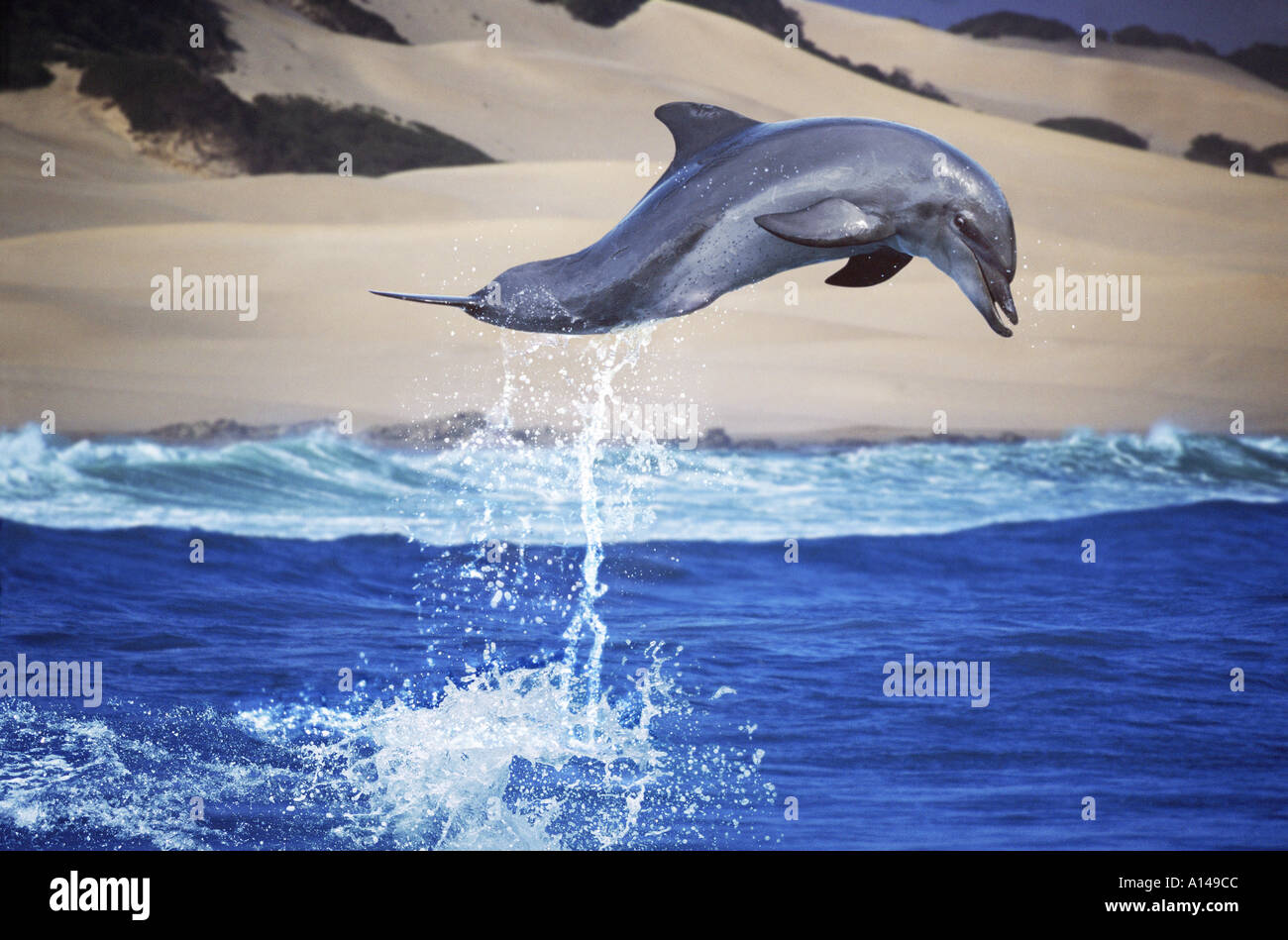 Bottlenose dolphin South Africa Stock Photo - Alamy