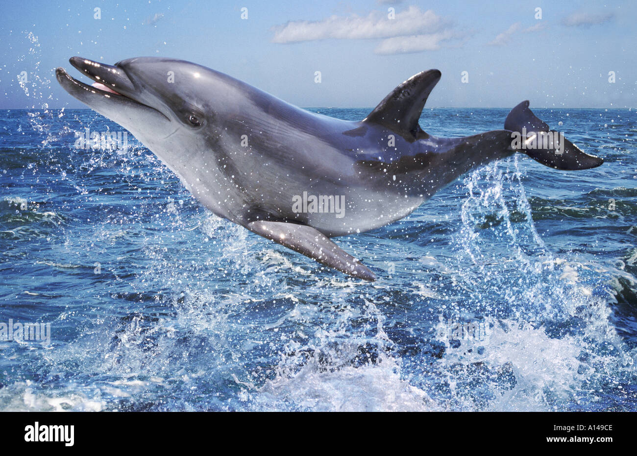 Bottlenose dolphin South Africa Stock Photo - Alamy