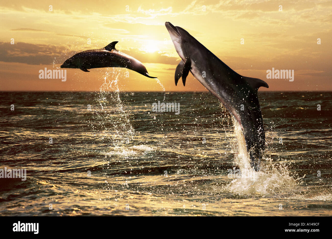 Bottlenose dolphins at sunset South Africa Stock Photo - Alamy