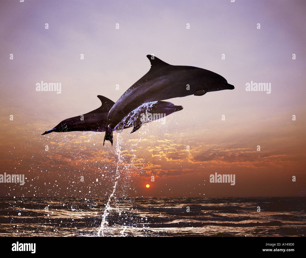 Bottlenose dolphins at sunset South Africa Stock Photo - Alamy