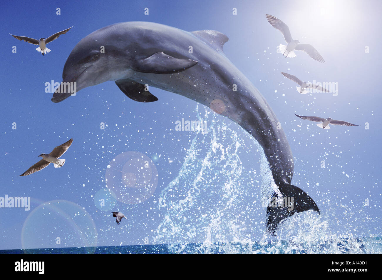 Bottlenose dolphin with seagulls South Africa Stock Photo - Alamy