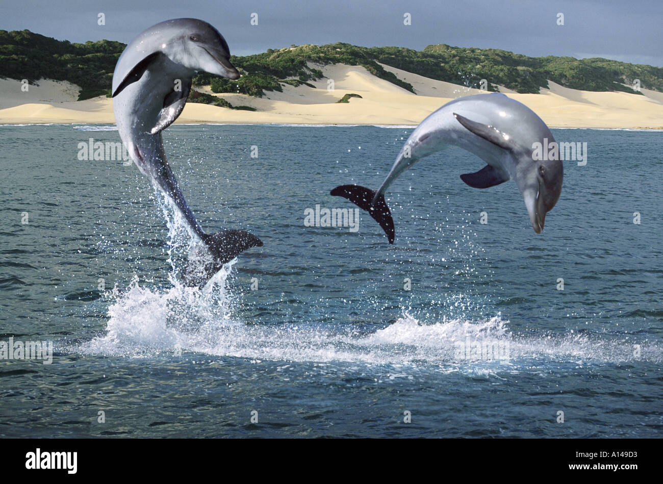 Bottlenose dolphins South Africa Stock Photo - Alamy
