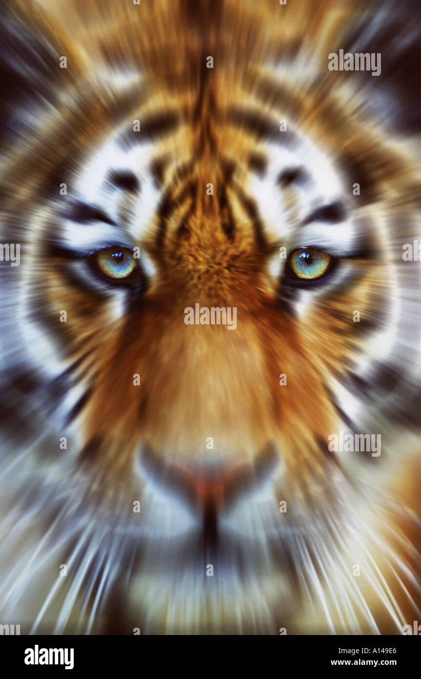 Tiger face close up with blur Stock Photo - Alamy