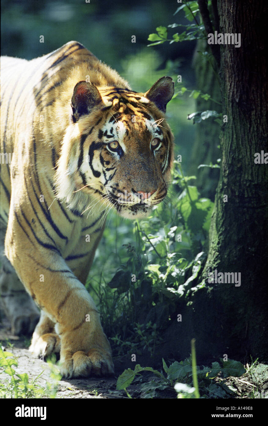 Tiger on the prowl Stock Photo - Alamy
