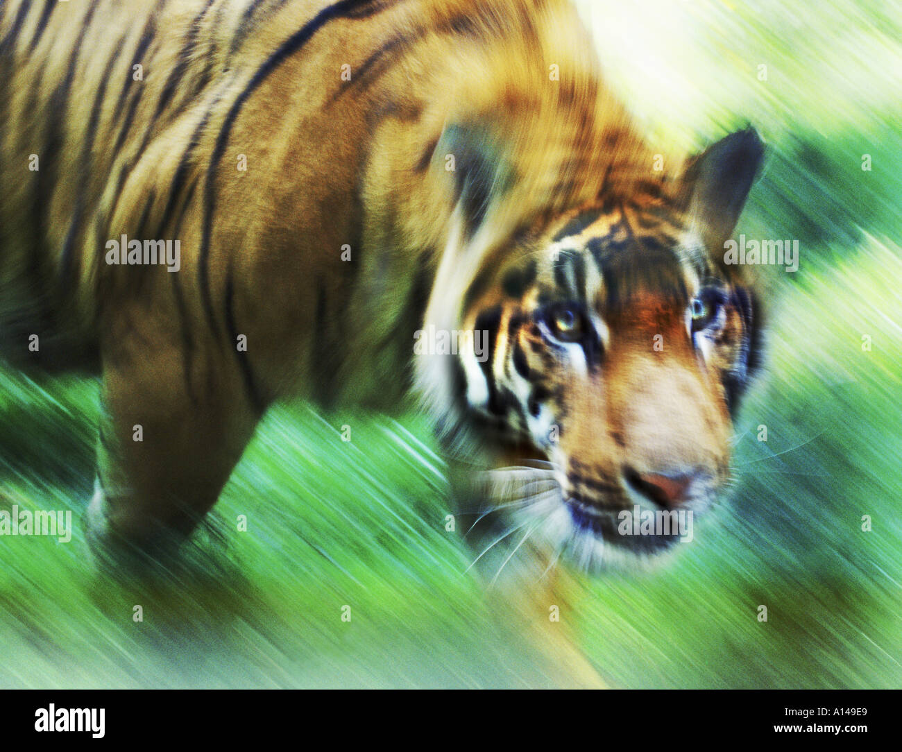 Tiger on alert Stock Photo - Alamy