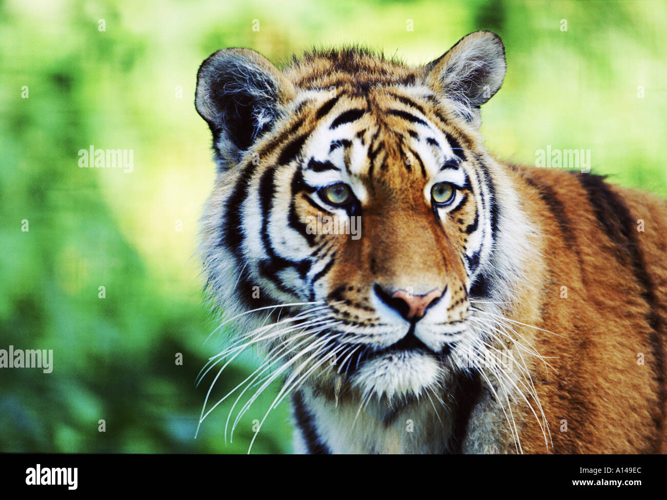 Tiger on alert Stock Photo - Alamy