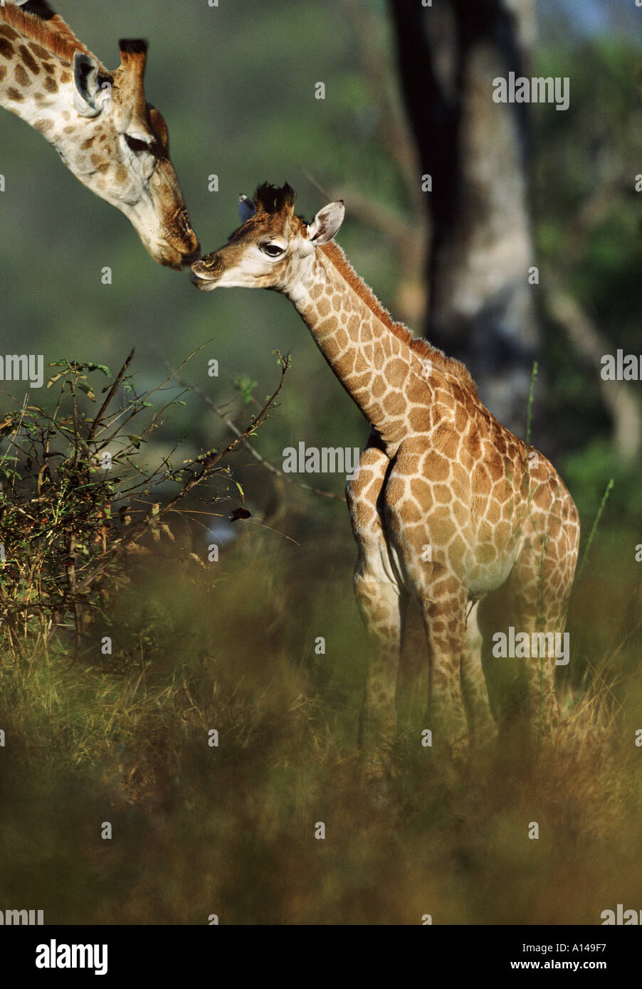 Giraffe mother and baby hi-res stock photography and images - Alamy