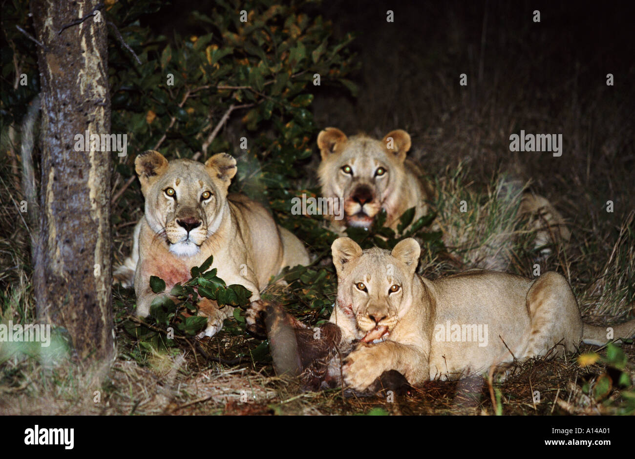 Night time animals hi-res stock photography and images - Alamy