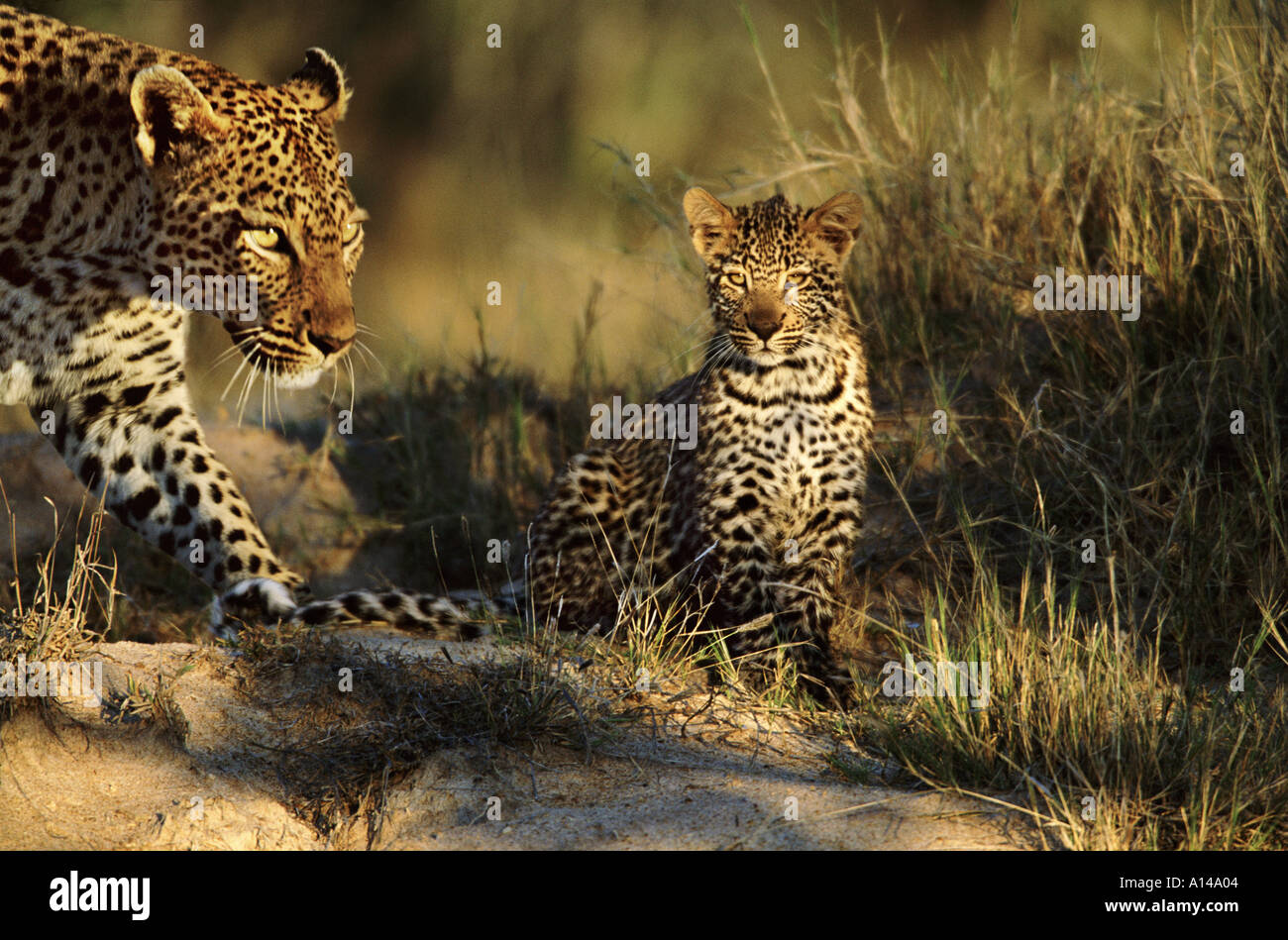 Leopard with her cub South Africa Stock Photo - Alamy
