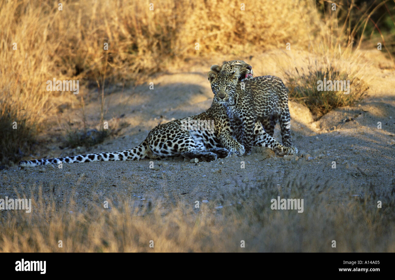 Leopard with her cub South Africa Stock Photo - Alamy