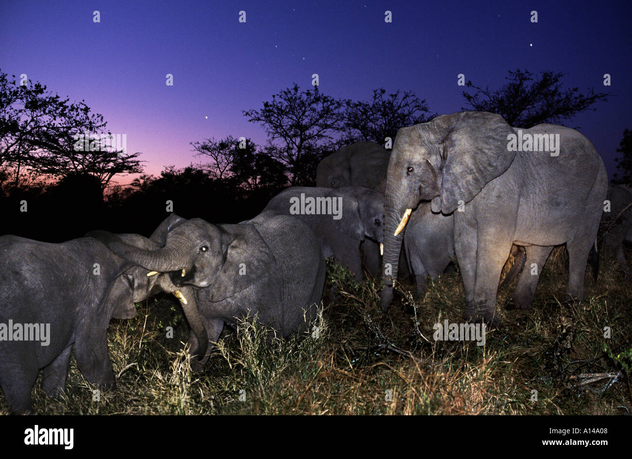 Elephant herd at night time South Africa Stock Photo - Alamy