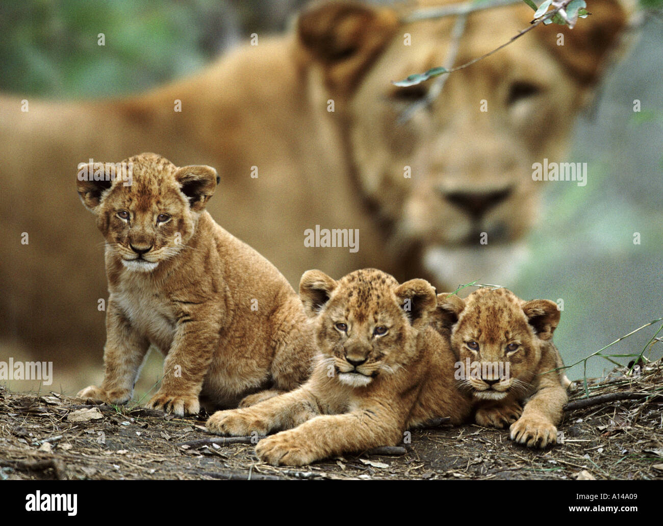 African Lion Cubs With Mother
