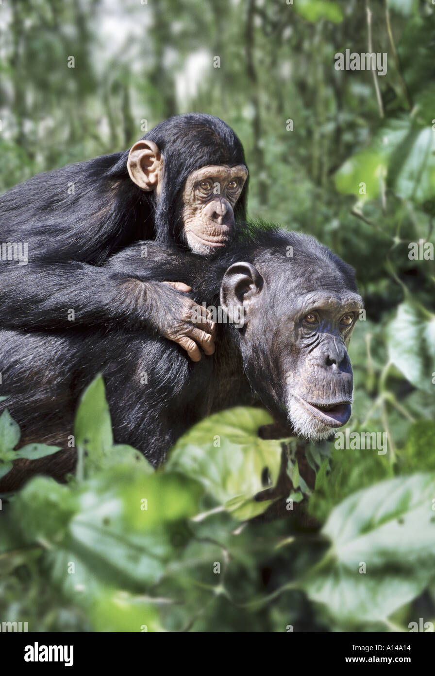 Chimpanzee mother and young Stock Photo - Alamy