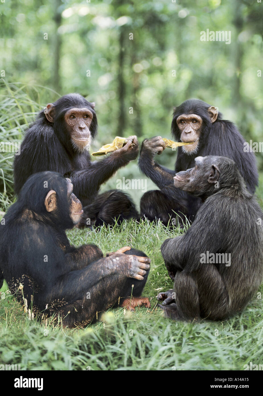 Chimps eating hi-res stock photography and images - Alamy