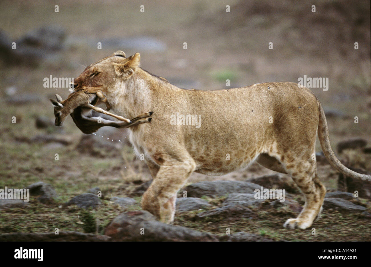 Lion Eating Gazelle