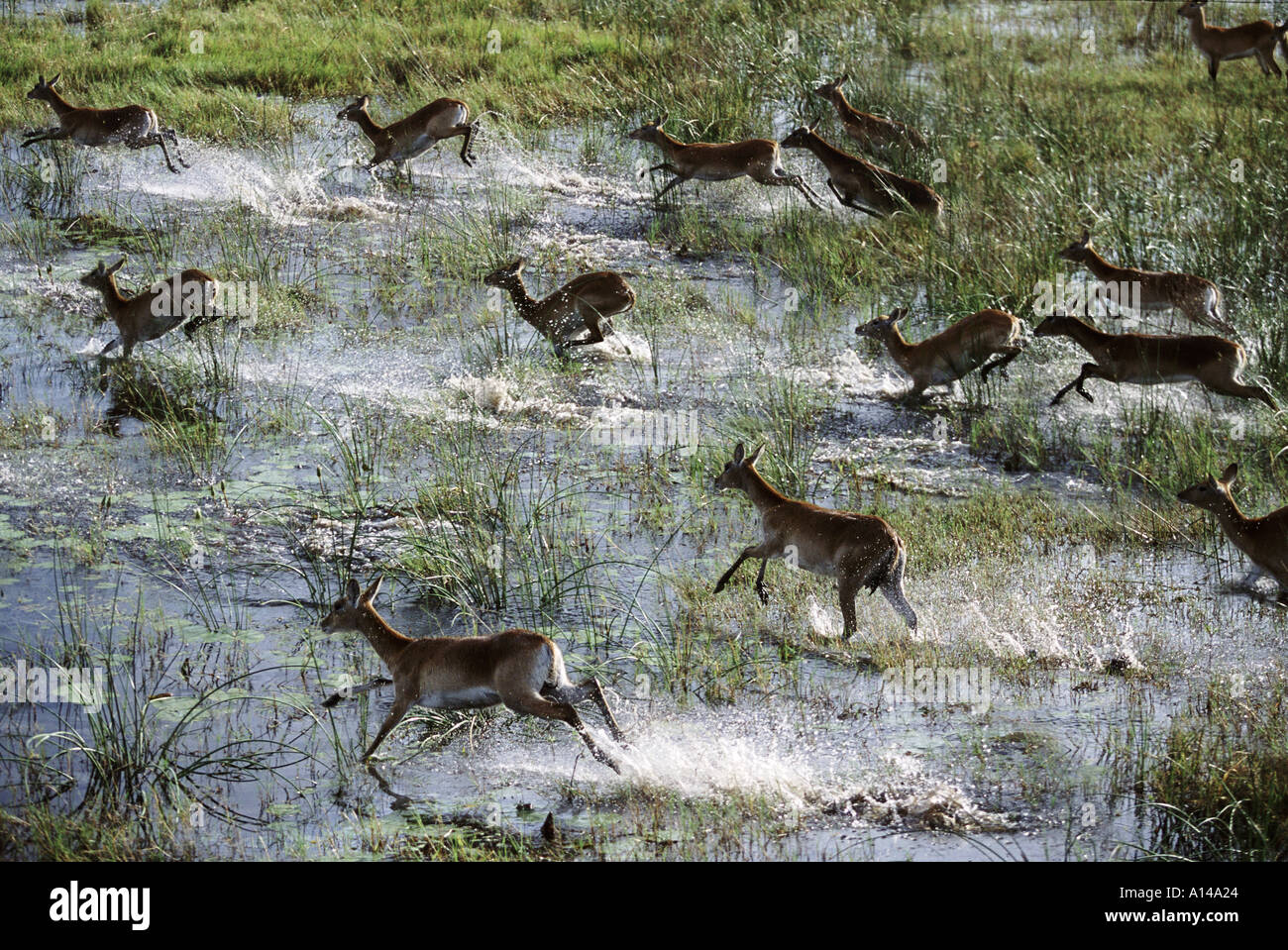 Aerial of red lechwe running through water Okavango Delta Botswana ...