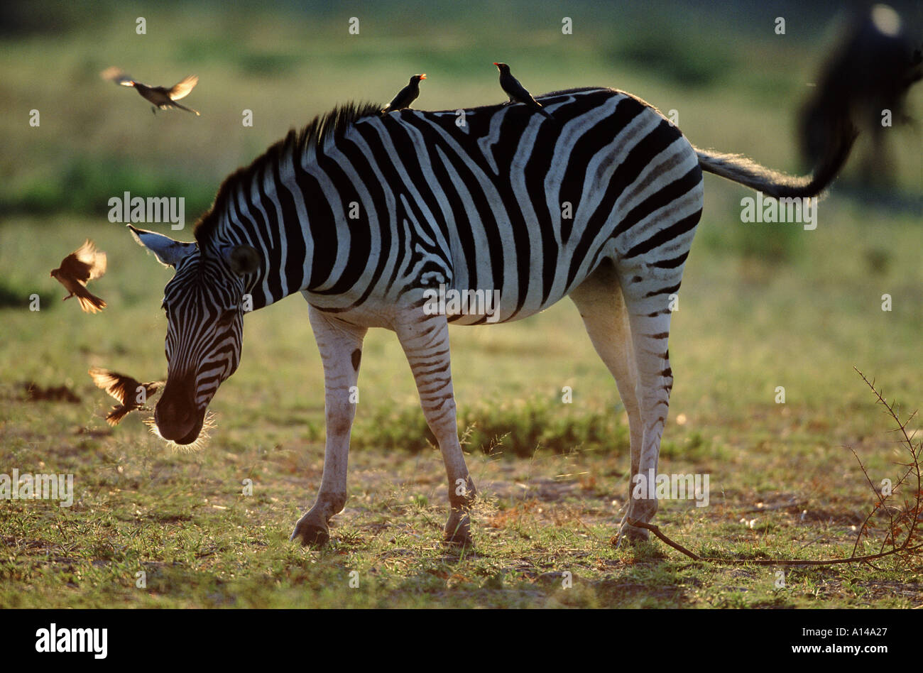 Zebra team hi-res stock photography and images - Alamy
