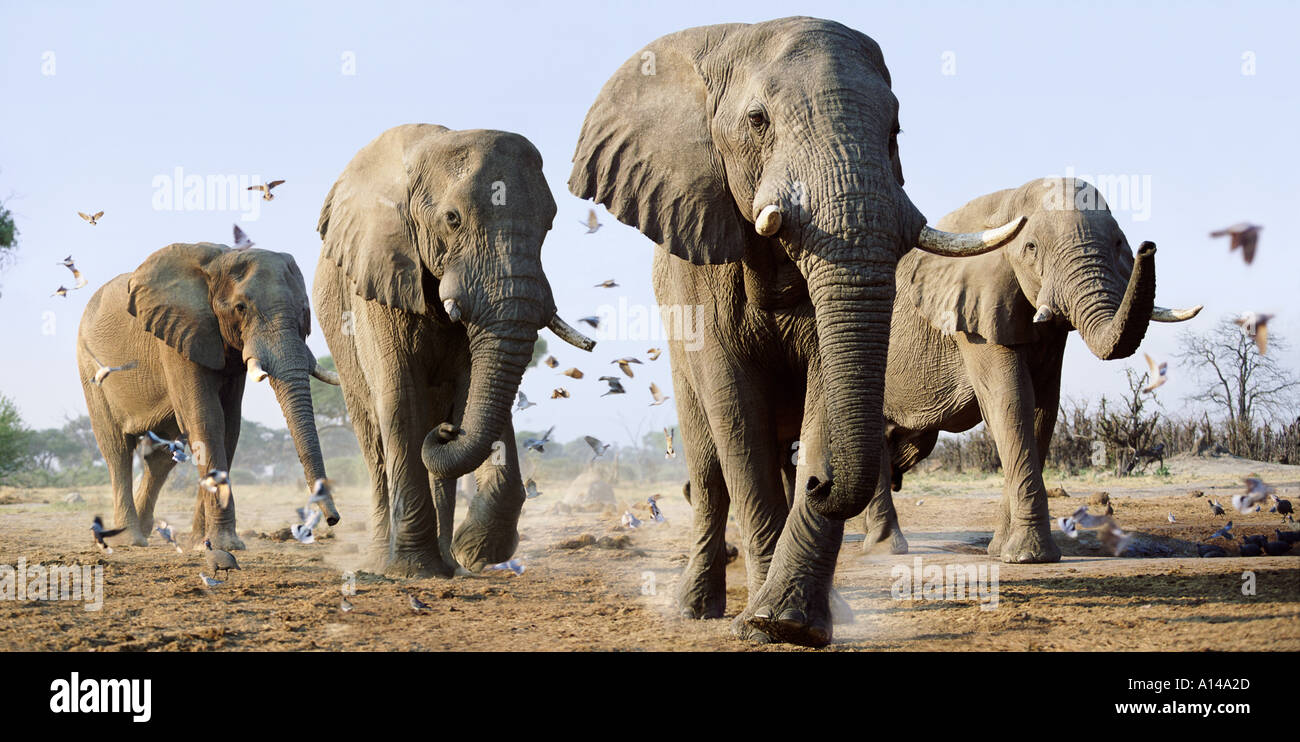Elephant procession amongst flock of birds Savuti Botswana Stock Photo ...