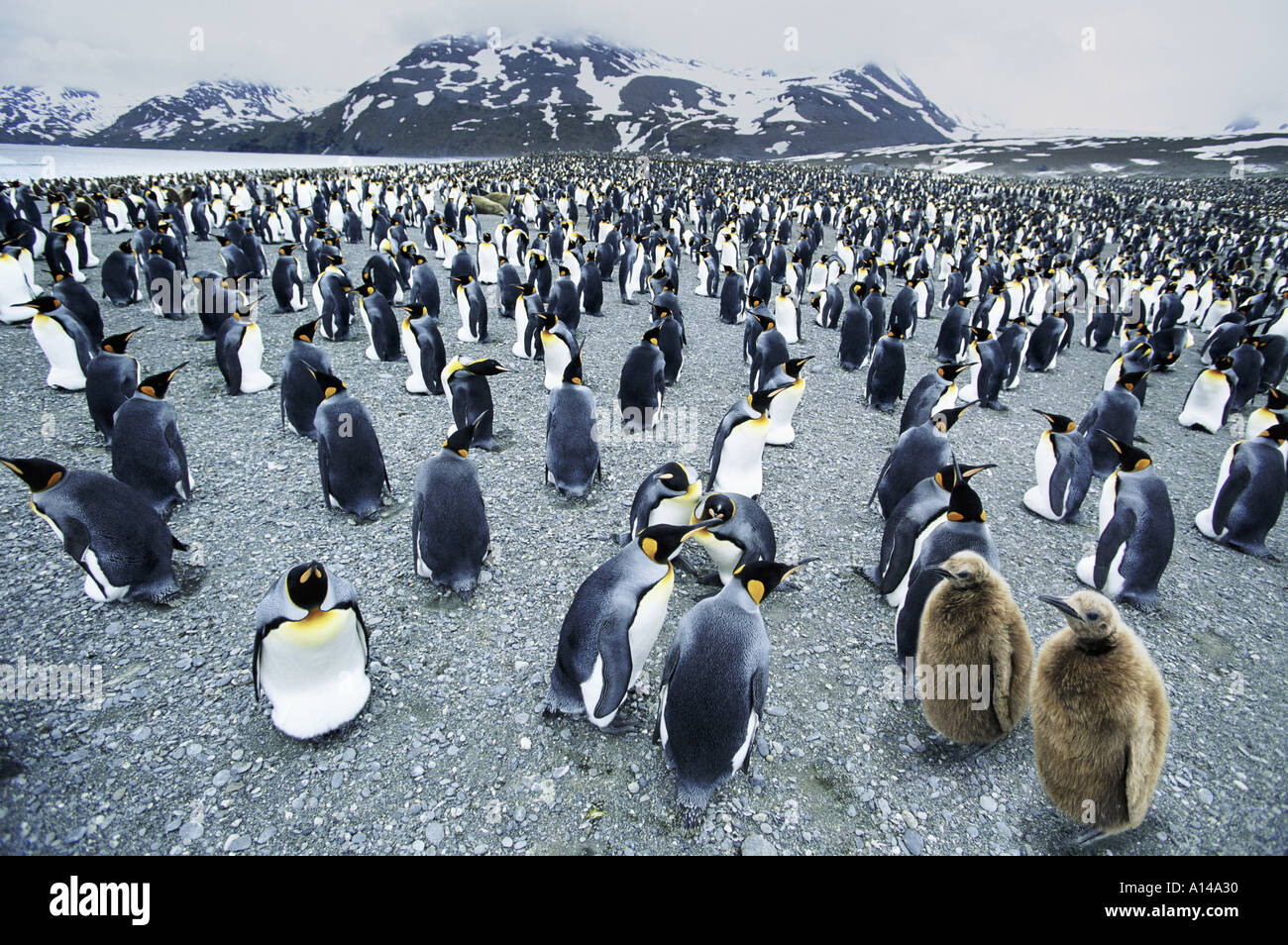 Mass of penguins hi-res stock photography and images - Alamy