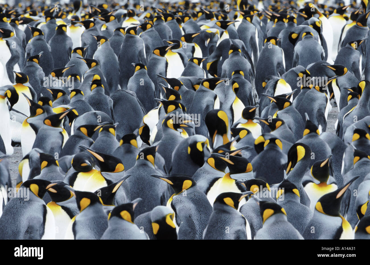 King penguins South Georgia Stock Photo - Alamy