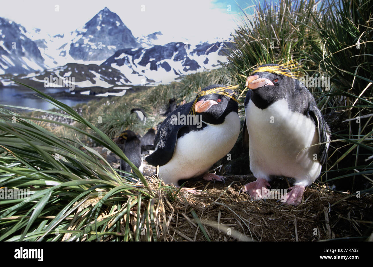 Macaroni groups hi-res stock photography and images - Alamy