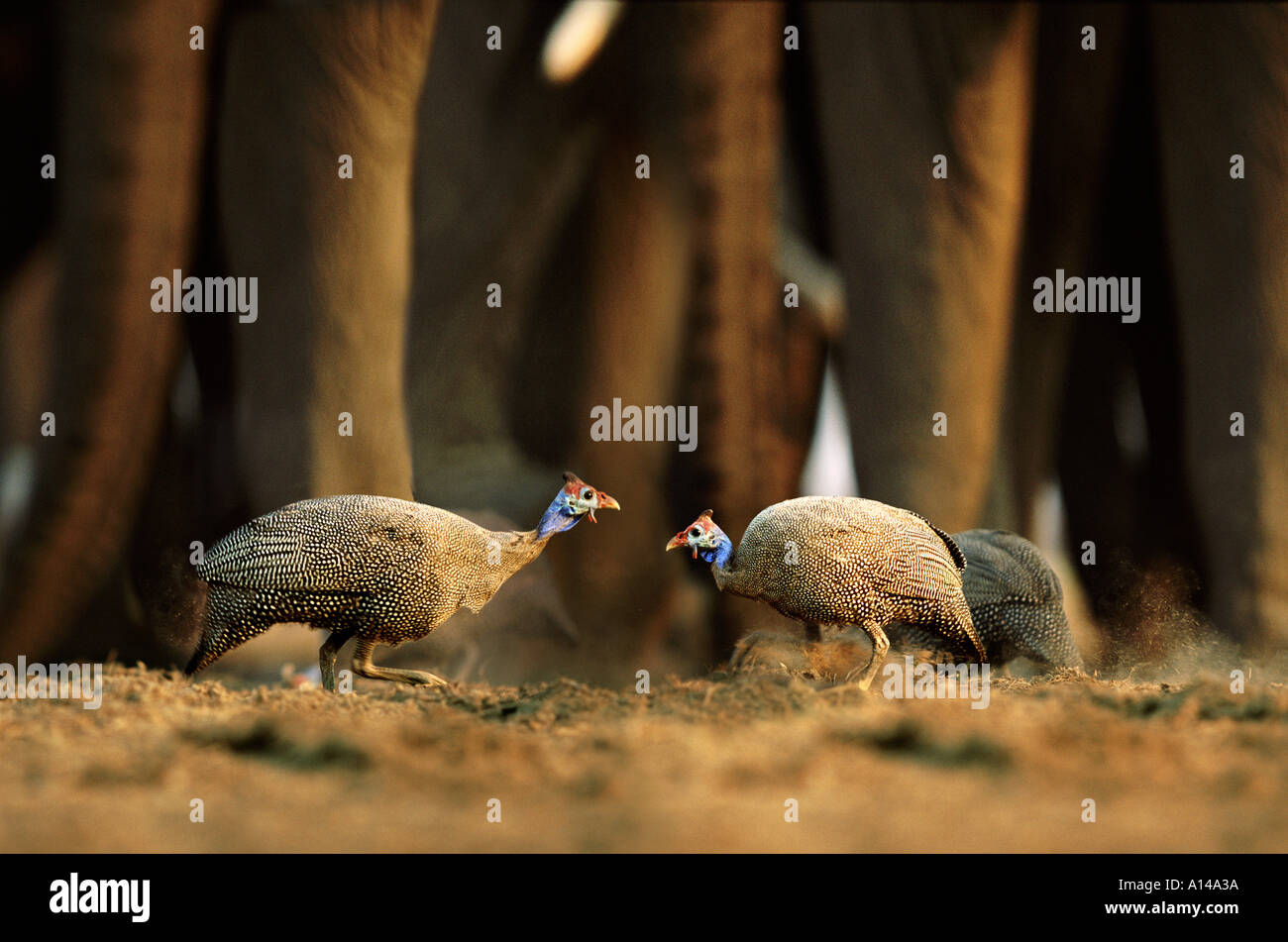 Guineafowl and elephant at the waterhole Savute Botswana Stock Photo ...