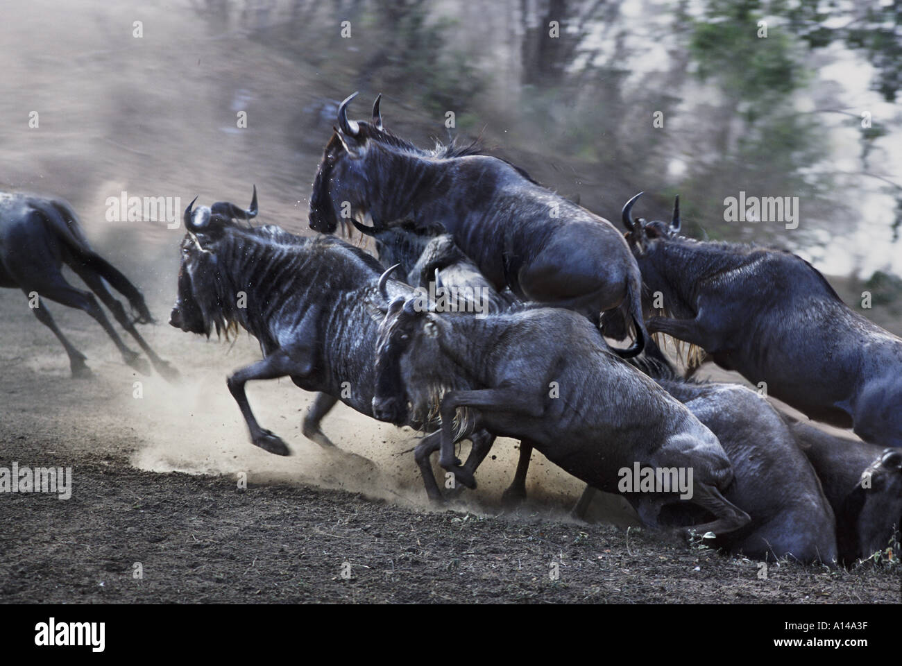 Wildebeest stampeding after crossing the Mara river Masai Mara Kenya ...