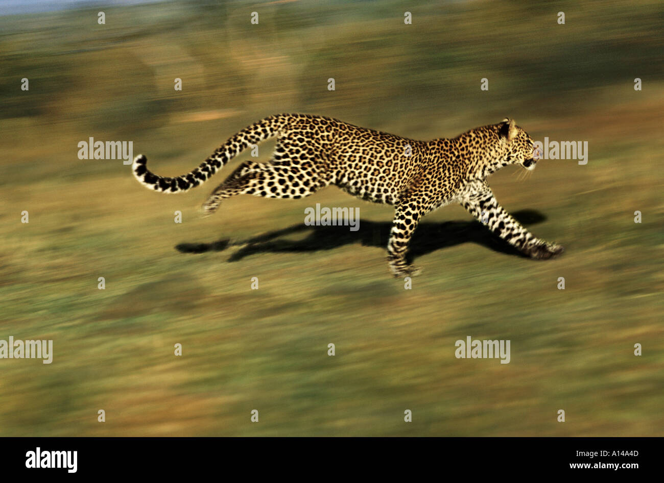 Leopard running hi-res stock photography and images - Alamy