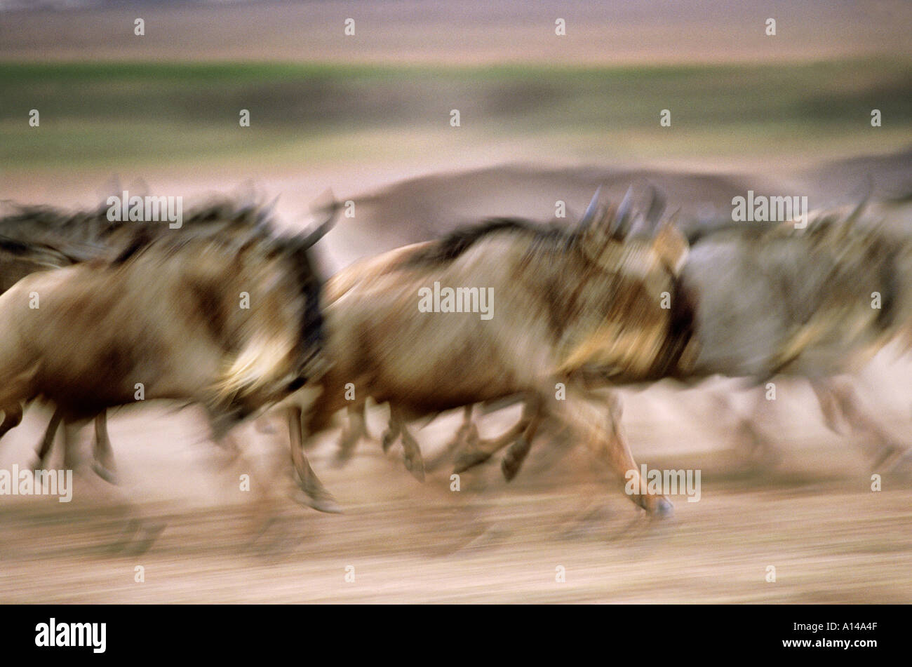Stampeding animals hi-res stock photography and images - Alamy