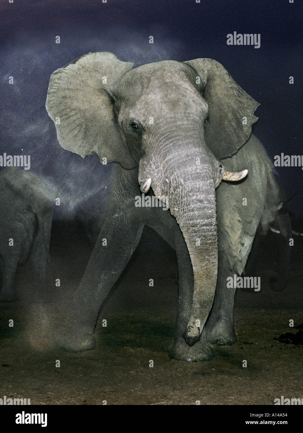 Gigantic elephant hi-res stock photography and images - Alamy