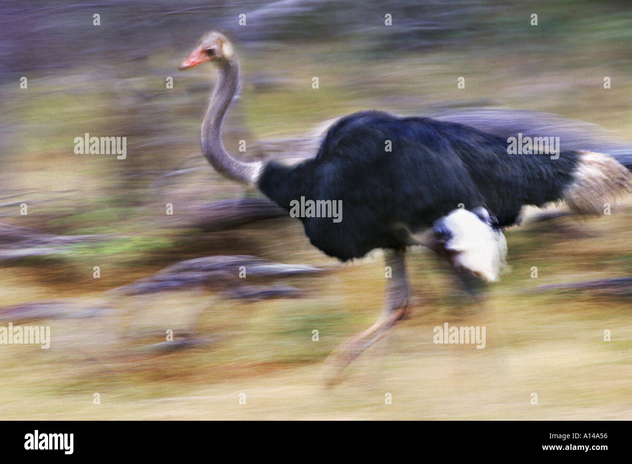 Ostrich running motion hi-res stock photography and images - Alamy