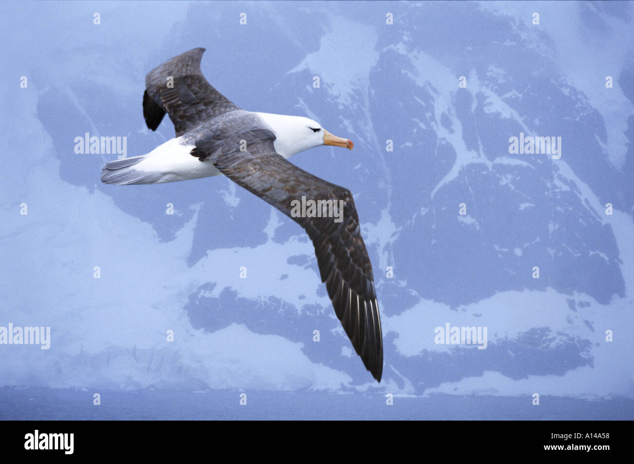 Black browed albatross Antarctica Stock Photo - Alamy