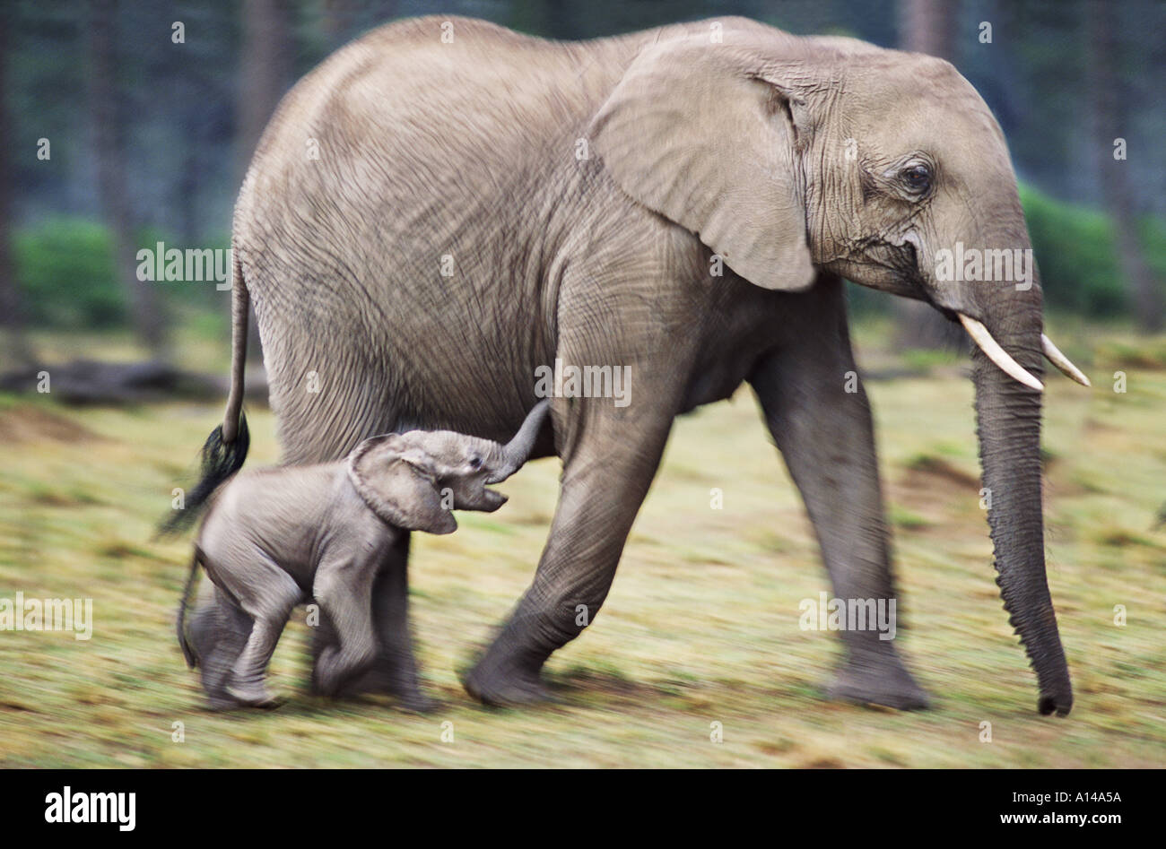 Kenya, masai mara, elephant with calf hi-res stock photography and ...