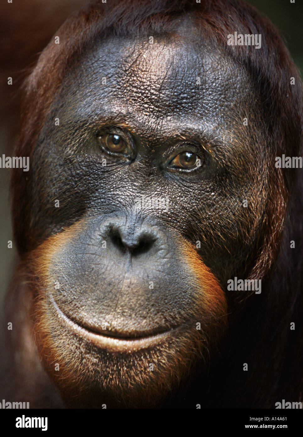 Orangutan Tanjung Puting National Park Borneo Stock Photo - Alamy