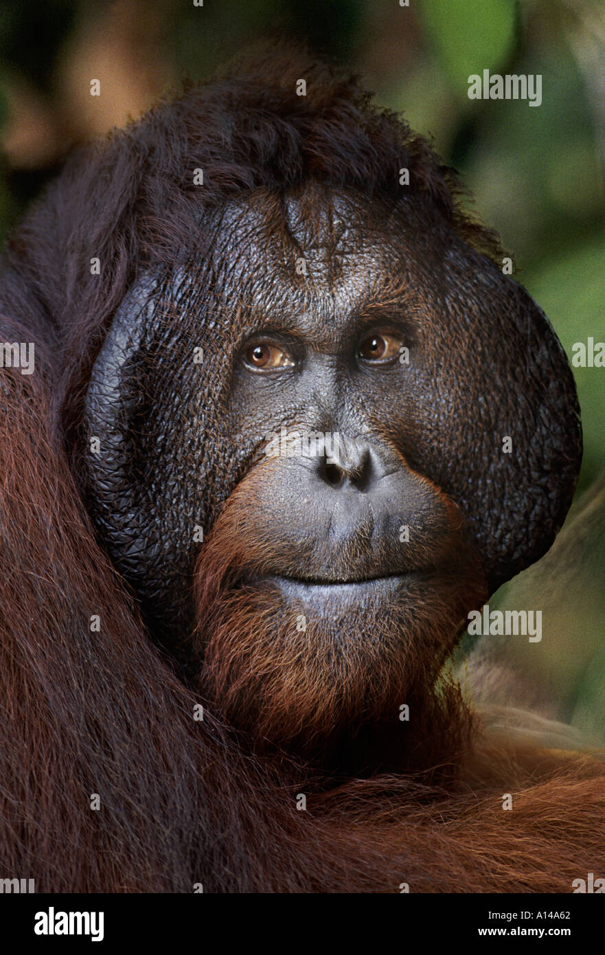 Mature Male Orangutan Tanjung Puting Borneo Stock Photo - Alamy