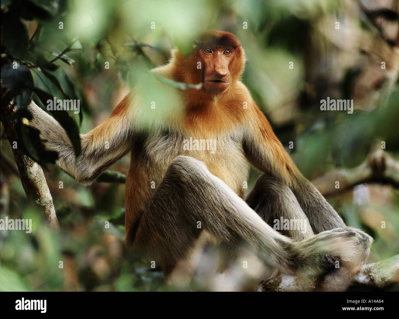 Ugly monkey hi-res stock photography and images - Alamy